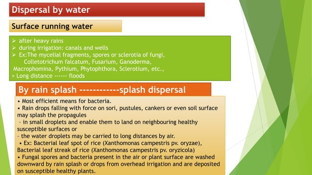 Dispersal of plant pathogens (luqman adil BKUC | PPTX | Gardening ...
