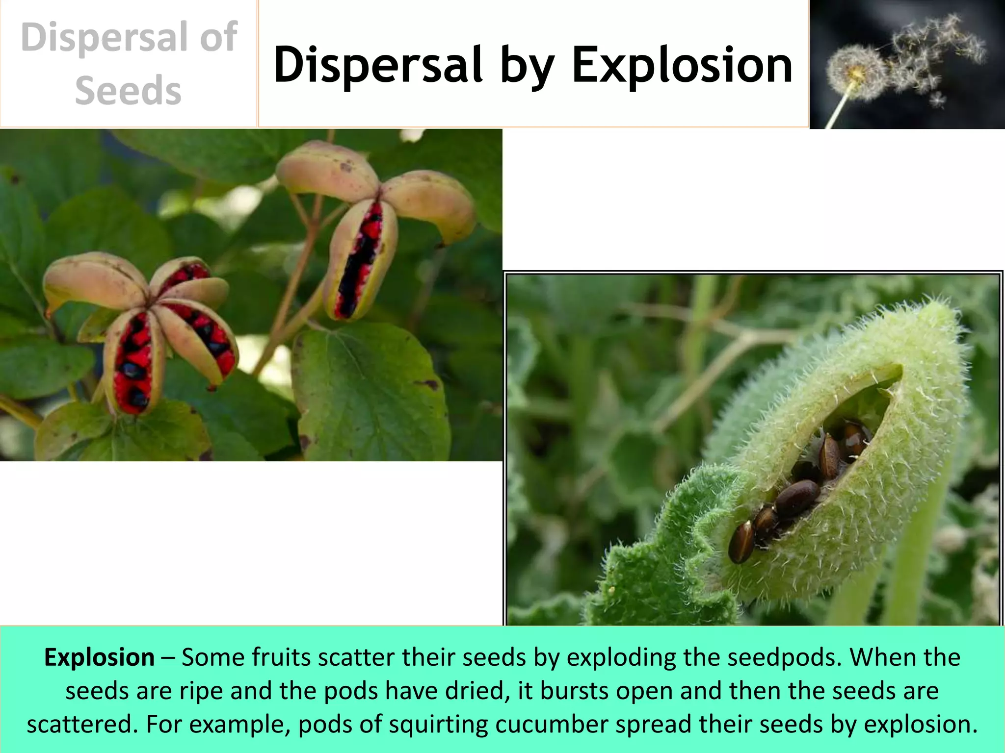 Dispersal of Seeds | PPTX