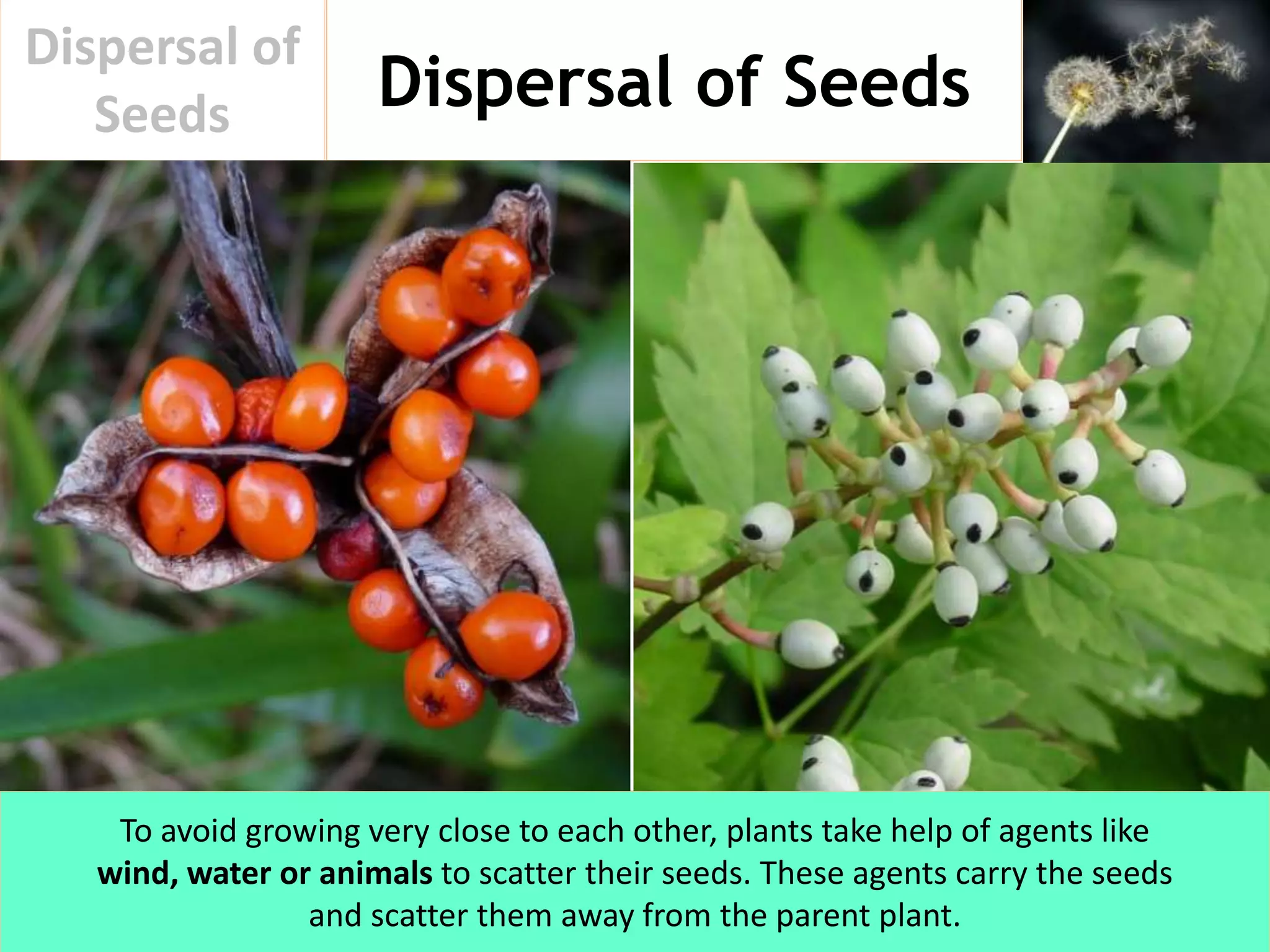 Dispersal of Seeds | PPTX