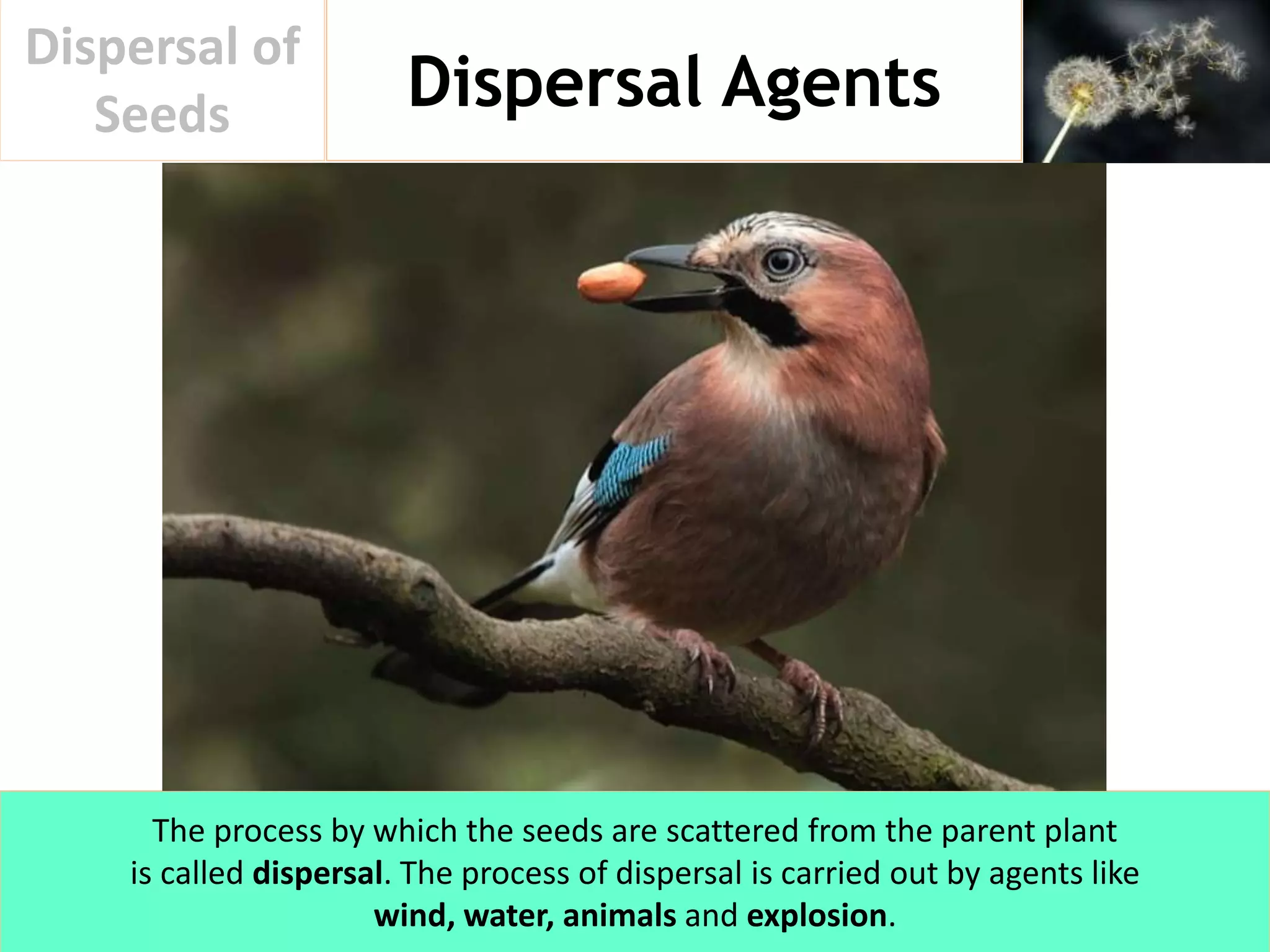 Dispersal of Seeds | PPT