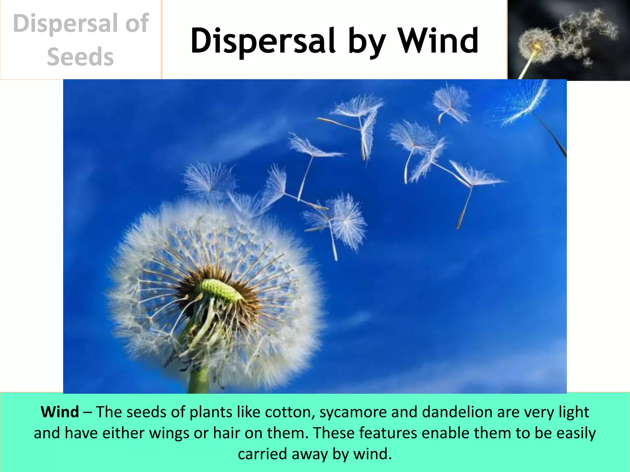 Dispersal of Seeds | PPTX