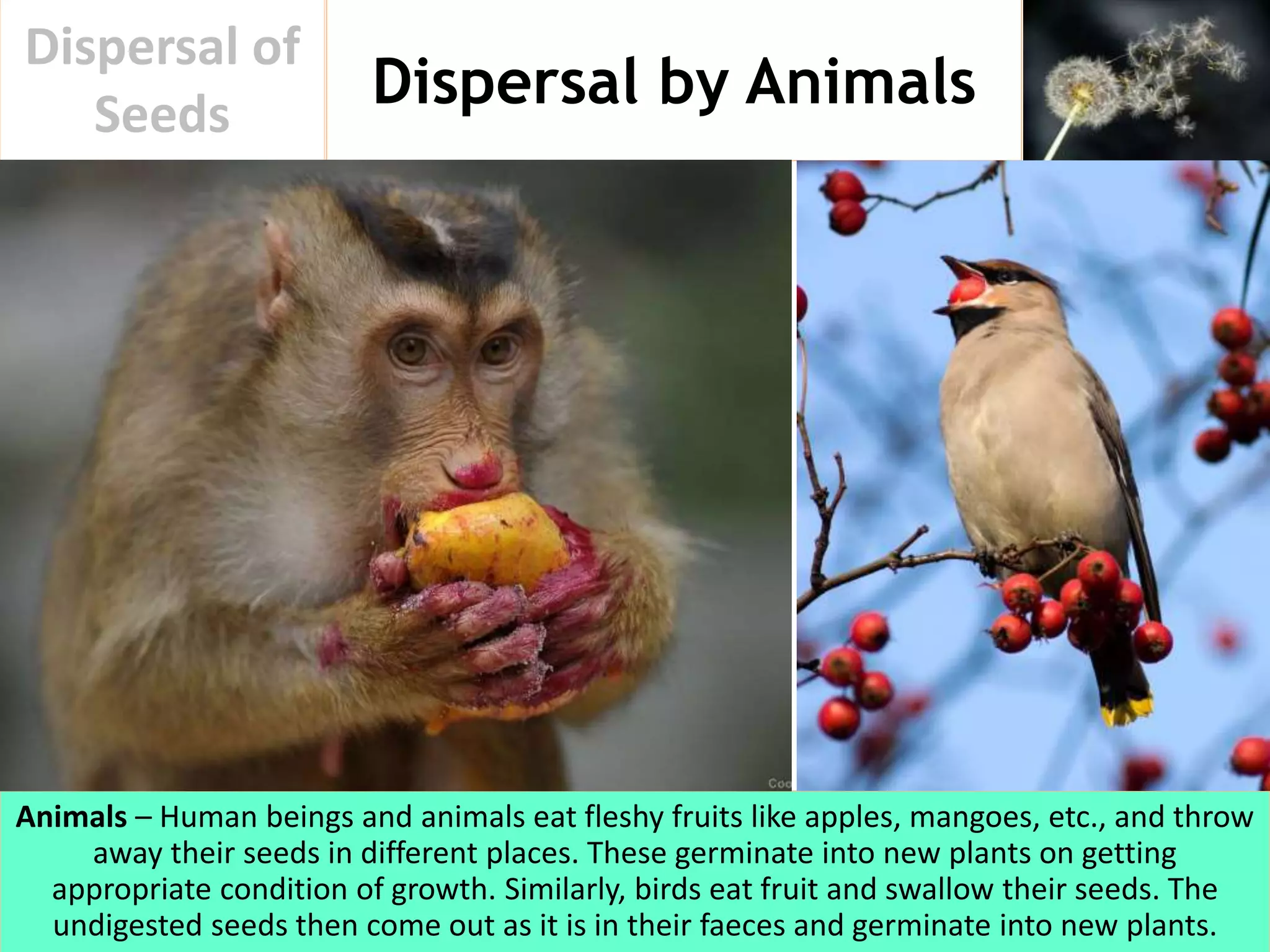 Dispersal of Seeds | PPTX