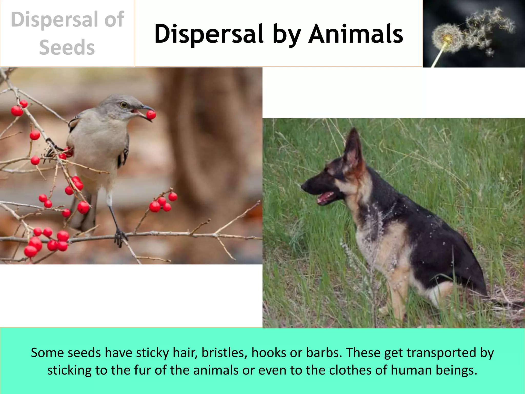 Dispersal of Seeds | PPTX