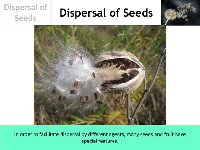 Dispersal of Seeds | PPT