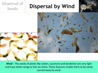Dispersal of Seeds | PPTX