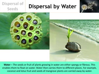 Dispersal of Seeds
