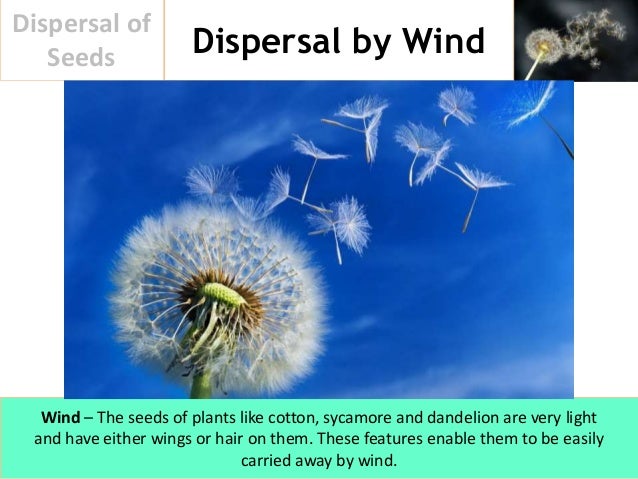 Dispersal of Seeds