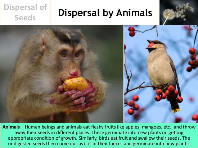 Dispersal of Seeds
