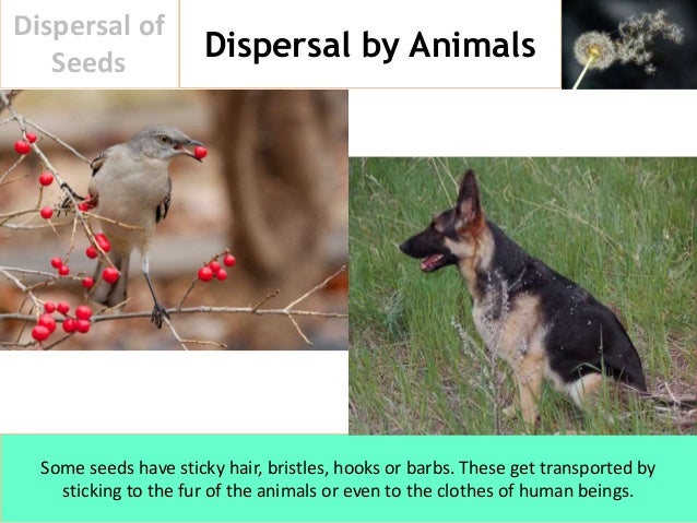 Dispersal of Seeds