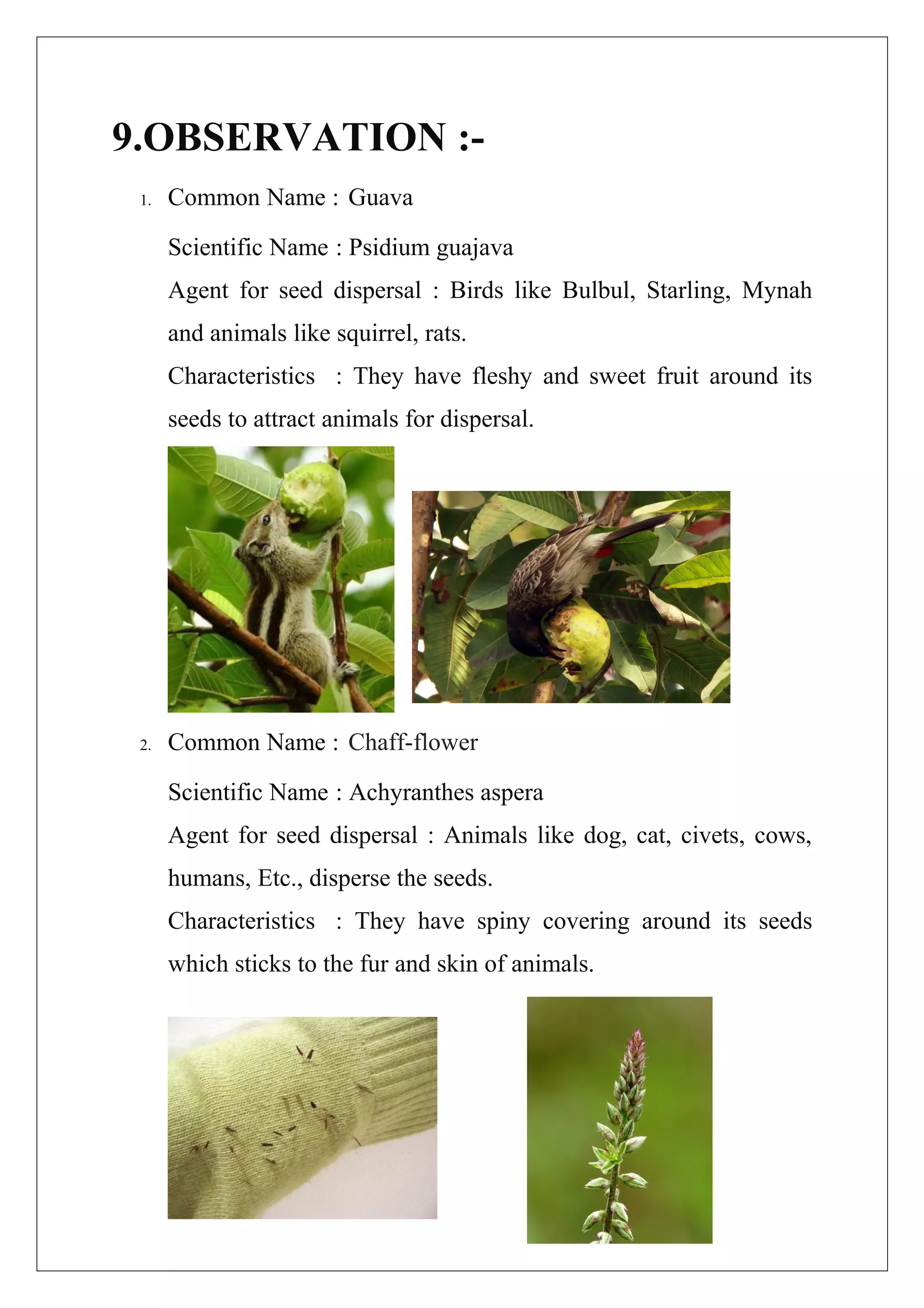 Dispersal of seeds by animals | DOC