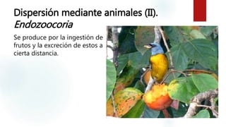 Dispersión de la semilla | PPTX