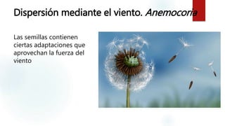 Dispersión de la semilla | PPTX