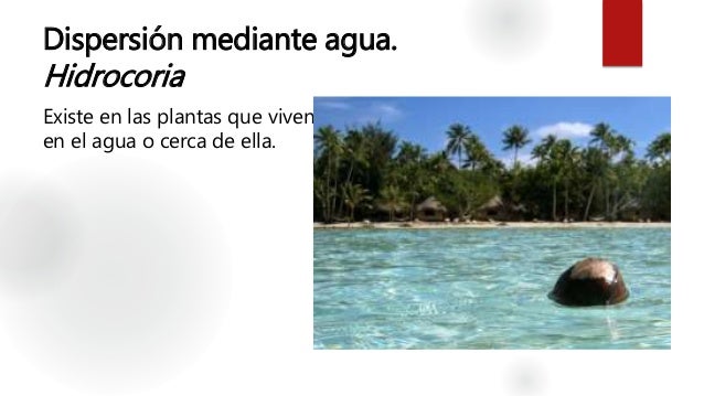 Dispersión de la semilla