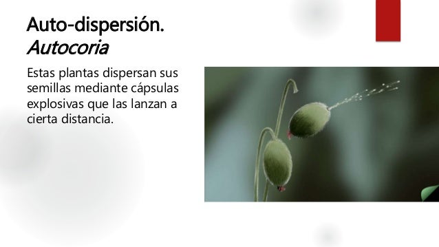 Dispersión de la semilla