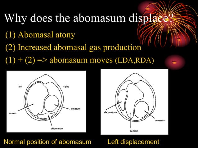 Displaced abomasum | PPT