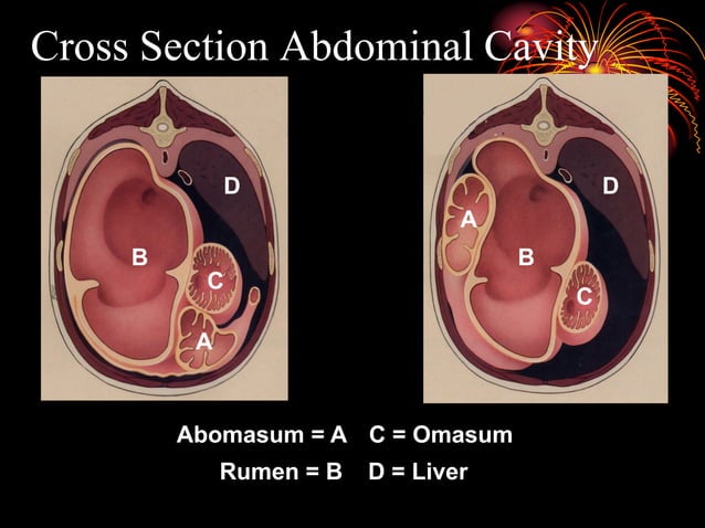 Displaced abomasum | PPT