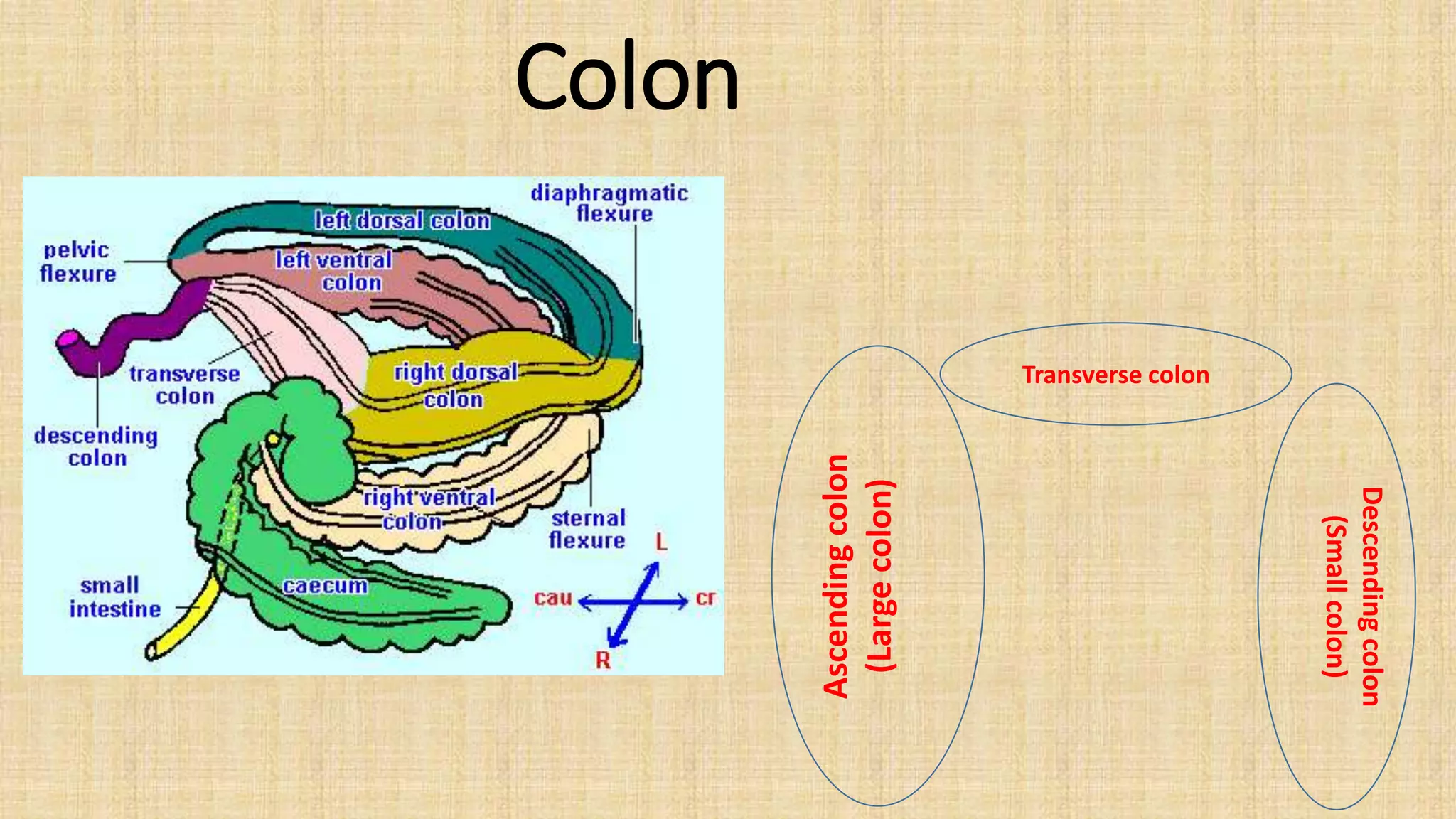 Displacement of large colon in horse | PPTX