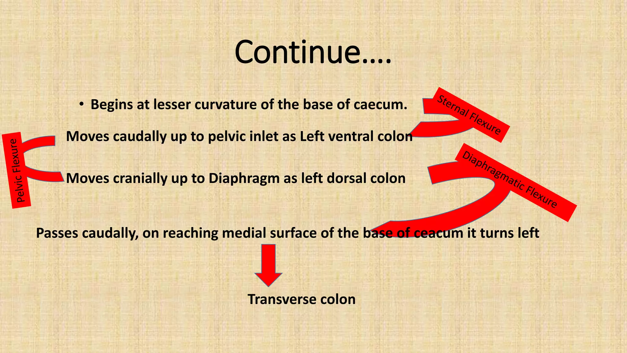 Displacement of large colon in horse | PPTX