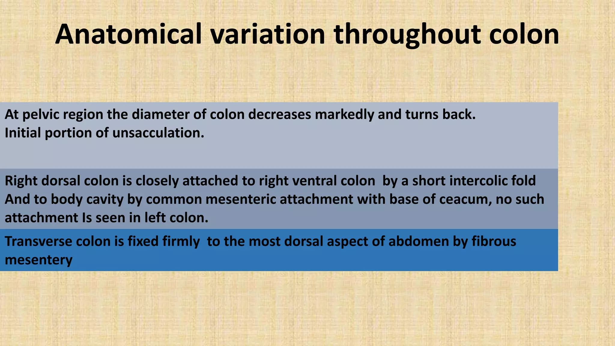 Displacement of large colon in horse | PPTX