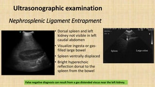 Displacement of large colon in horse | PPTX