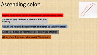 Displacement of large colon in horse | PPTX