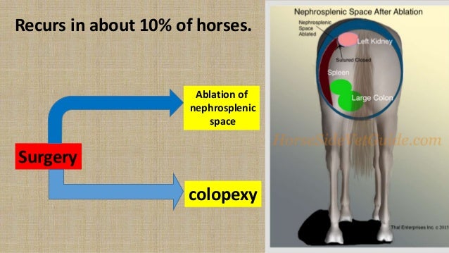 Displacement of large colon in horse