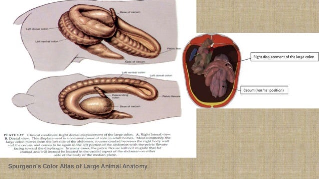 Displacement of large colon in horse