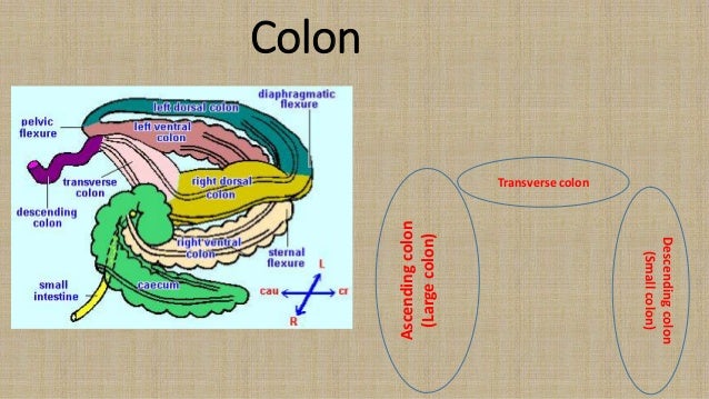 Displacement of large colon in horse