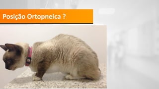 O gato na emergência: Dispneia | PPT