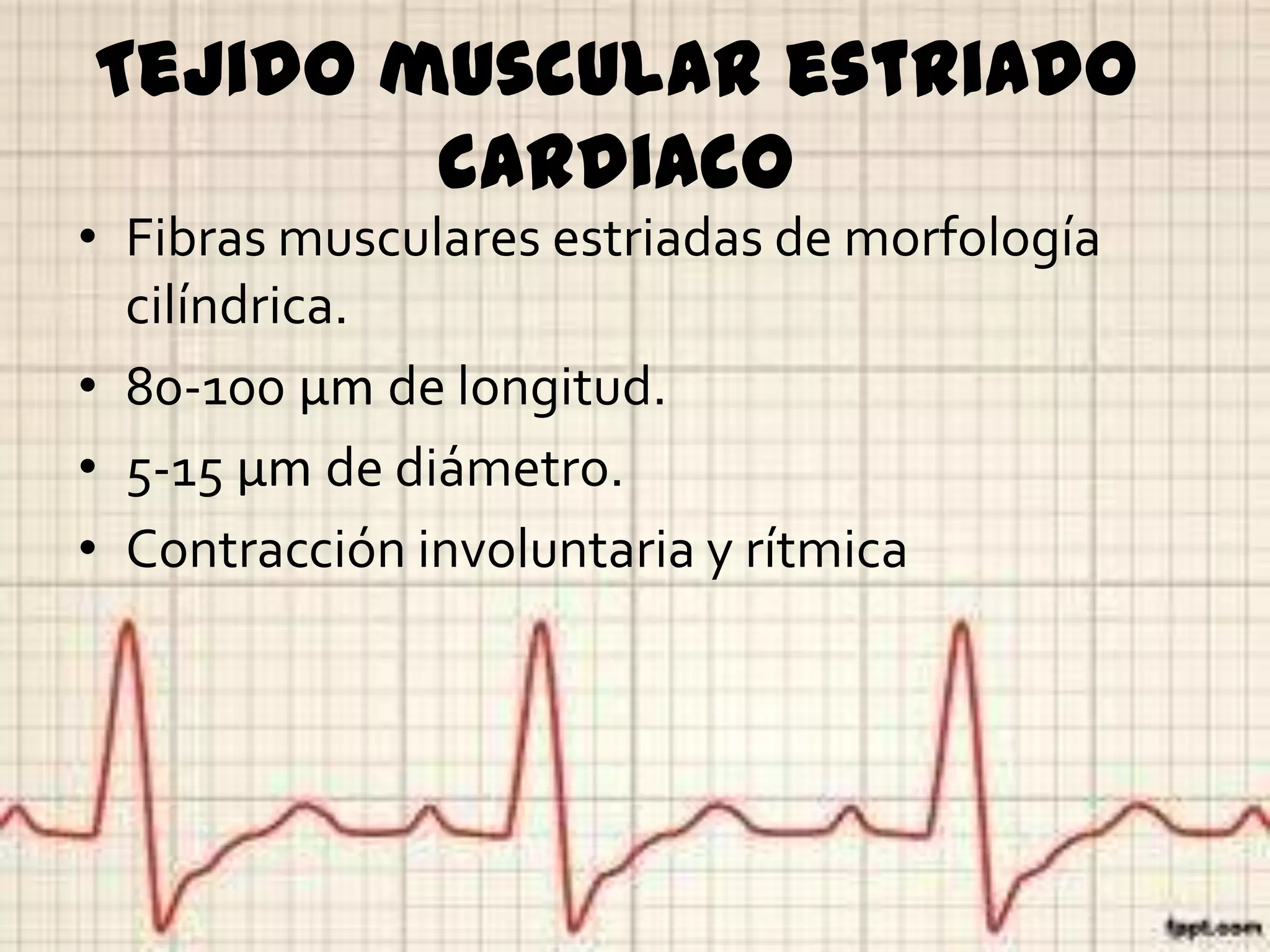 Disposición de las fibras del músculo cardiaco. | PPTX