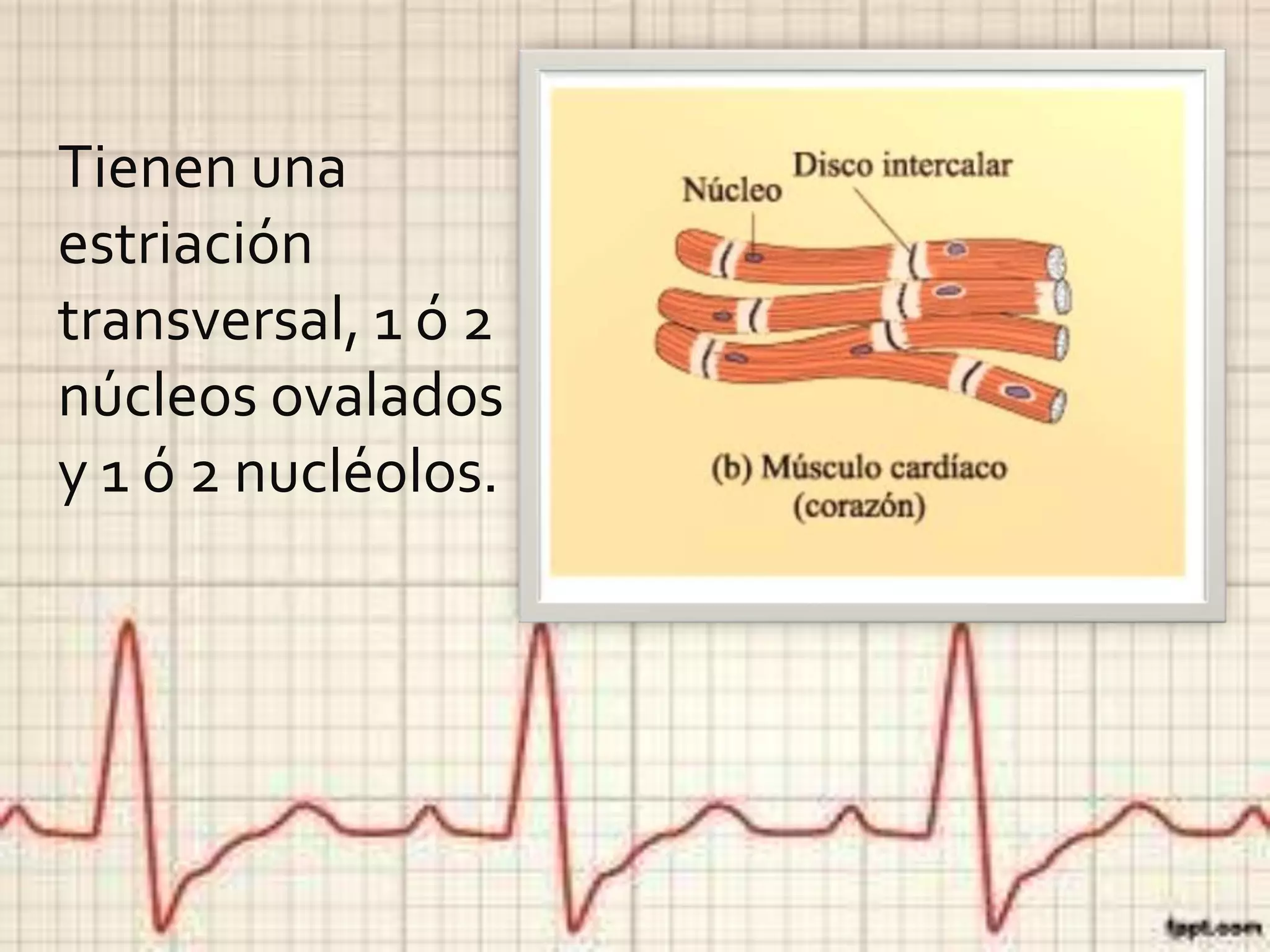 Disposición de las fibras del músculo cardiaco. | PPTX