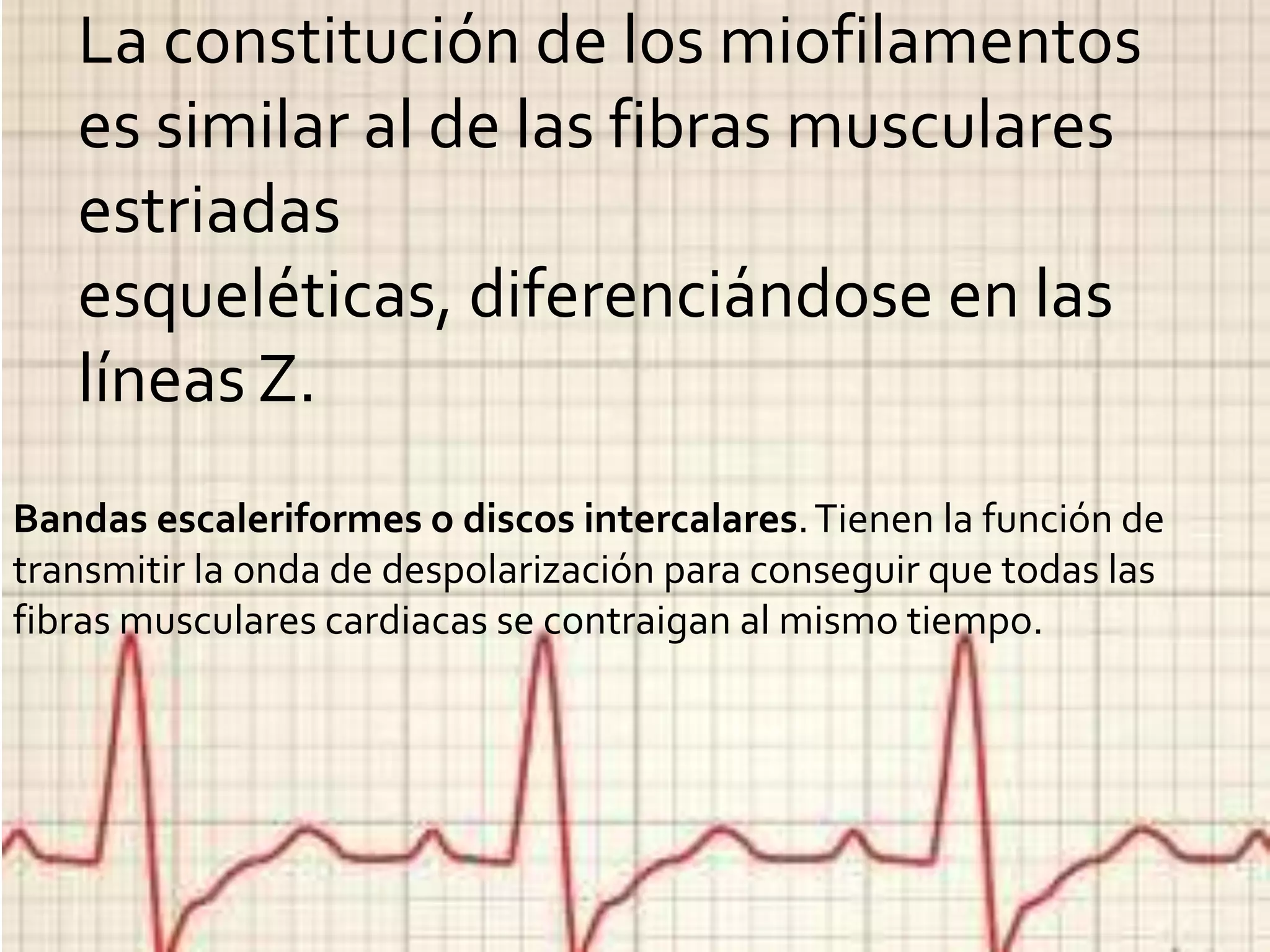 Disposición de las fibras del músculo cardiaco. | PPTX