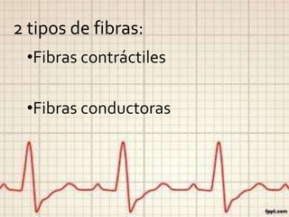 Disposición de las fibras del músculo cardiaco. | PPTX