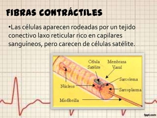 Disposición de las fibras del músculo cardiaco. | PPTX