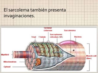 Disposición de las fibras del músculo cardiaco. | PPTX
