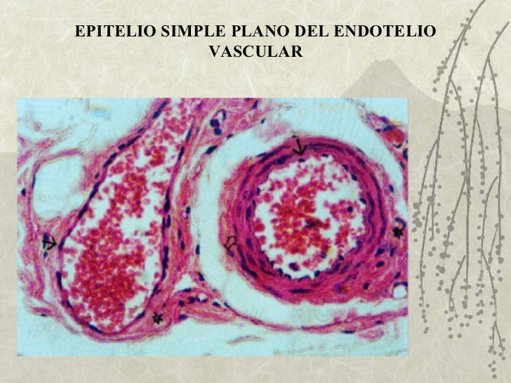 Histología Del Endotelio