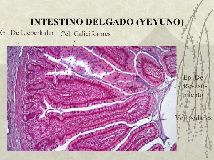 histologia