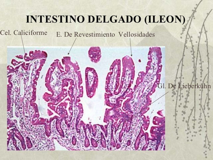 histologia