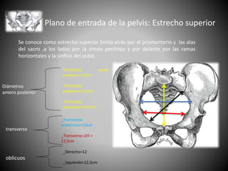 Pelvis ósea obstetricia................. | PPTX