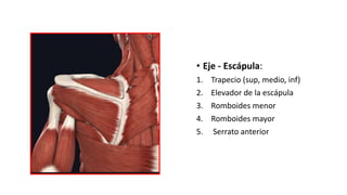 Disquinesia escapular post fractura clavicular | PPTX