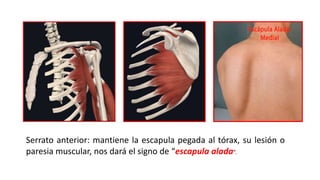 Disquinesia escapular post fractura clavicular | PPTX