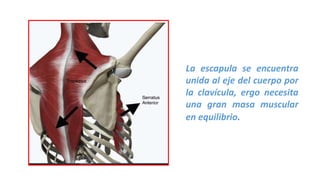 Disquinesia escapular post fractura clavicular | PPTX