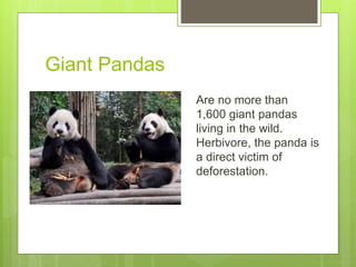 Dissapearing habitats | PPT