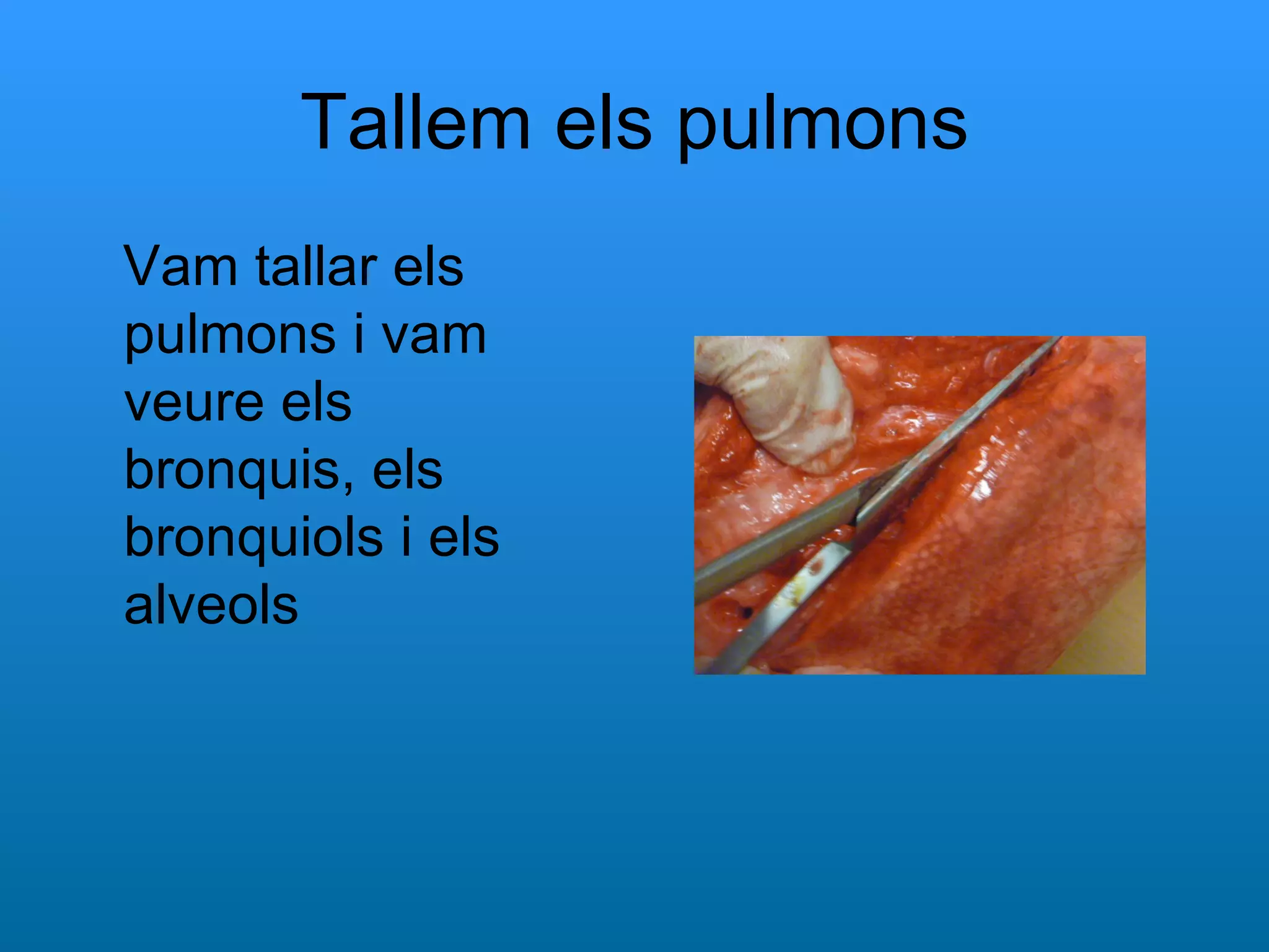 Dissecció de cor i pulmons d'un xai | PPT
