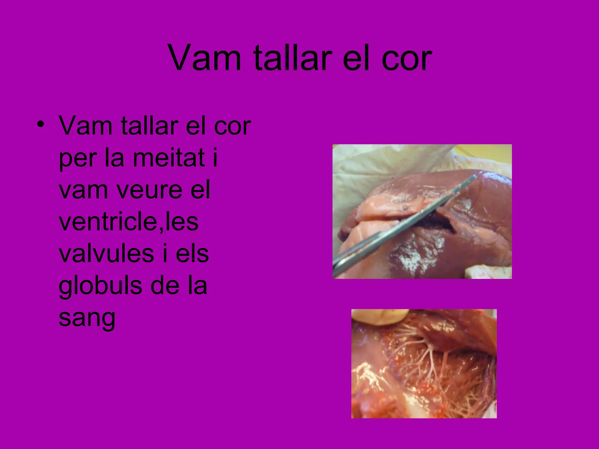 Dissecció de cor i pulmons d'un xai | PPT