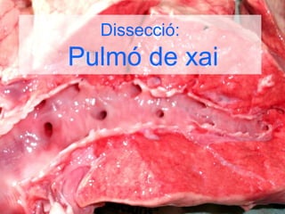Dissecció pulmó | PPT