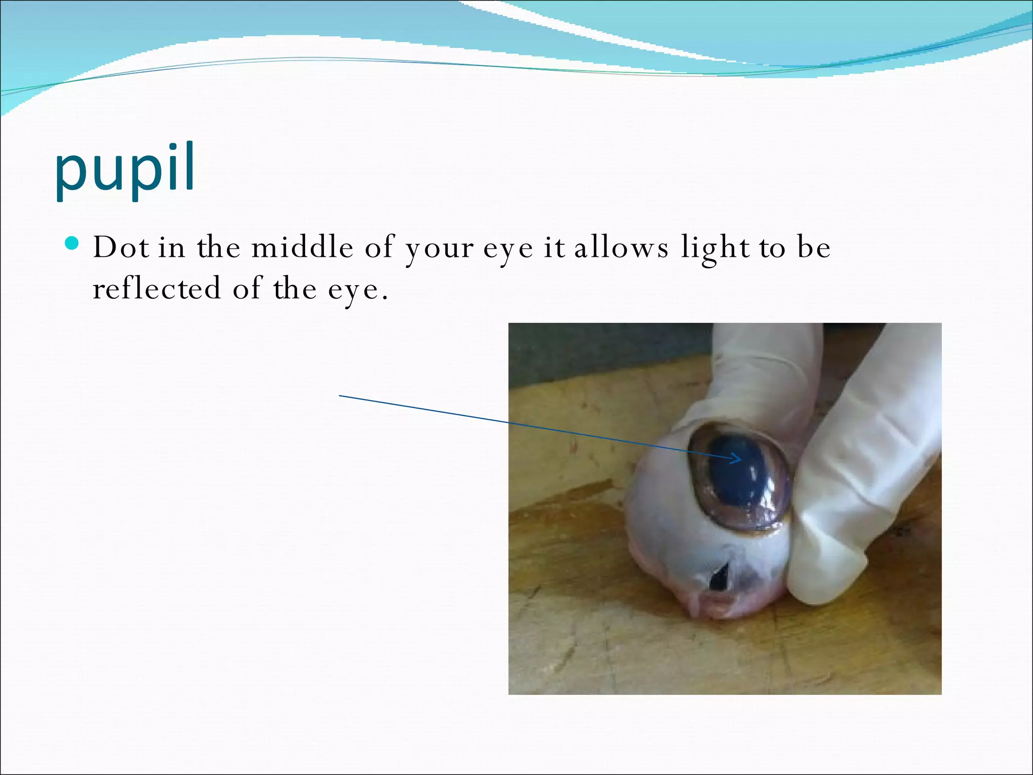Dissecting A Sheep Eye | PPT