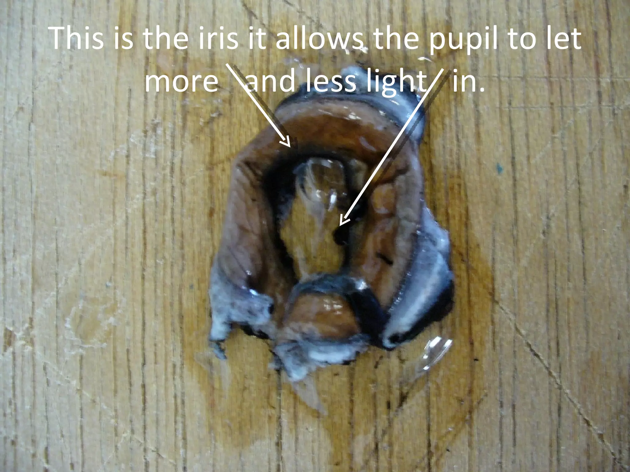 Dissecting An Eye2 | PPT