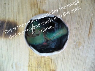 Dissecting An Eye2 | PPT