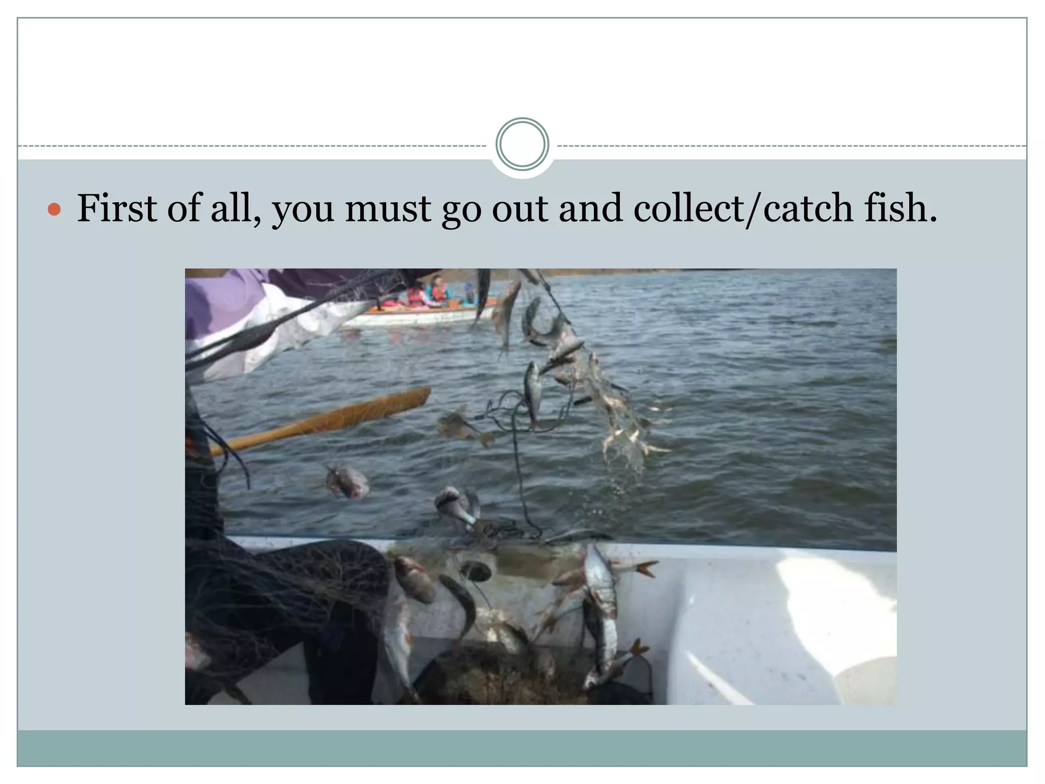 Dissecting a fish | PPTX